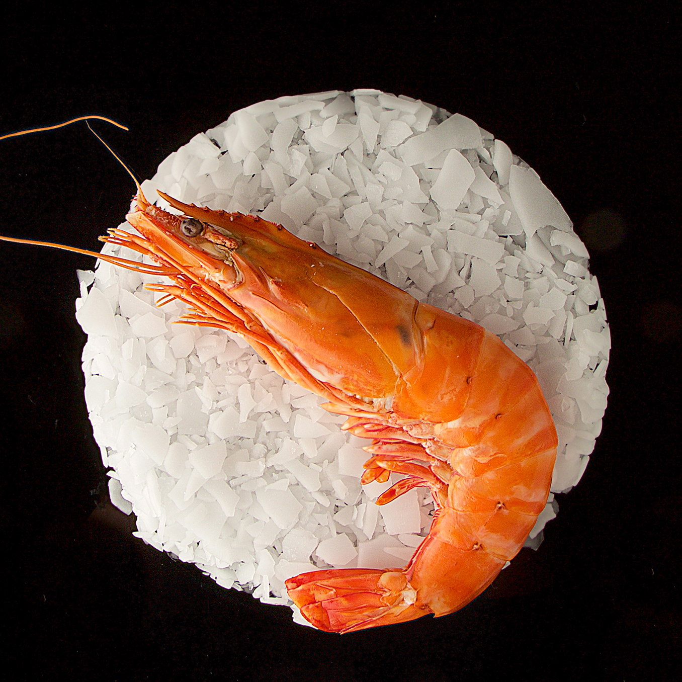 Crevettes géantes de Madagascar (1 pièce) - Coulommiers Marée, votre ...