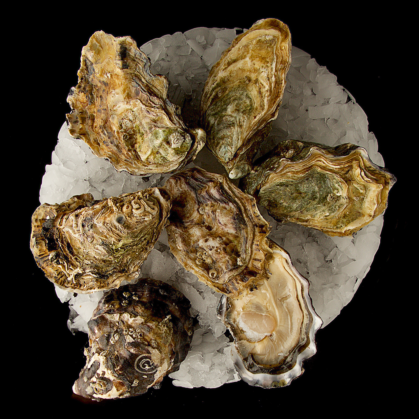 6 huîtres spéciales Gillardeau n°3 - Coulommiers Marée, votre ...