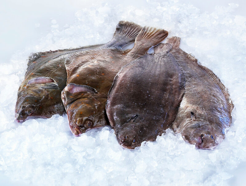 La sole : découverte d'un poisson plat - Coulommiers Marée, votre ...